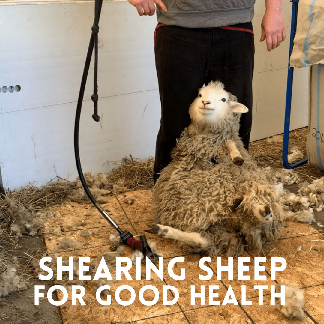 Shearing Sheep For Good Health Ambry Acres Management Practices Shearing Sheep For Good Health Ambry Acres Management Practices